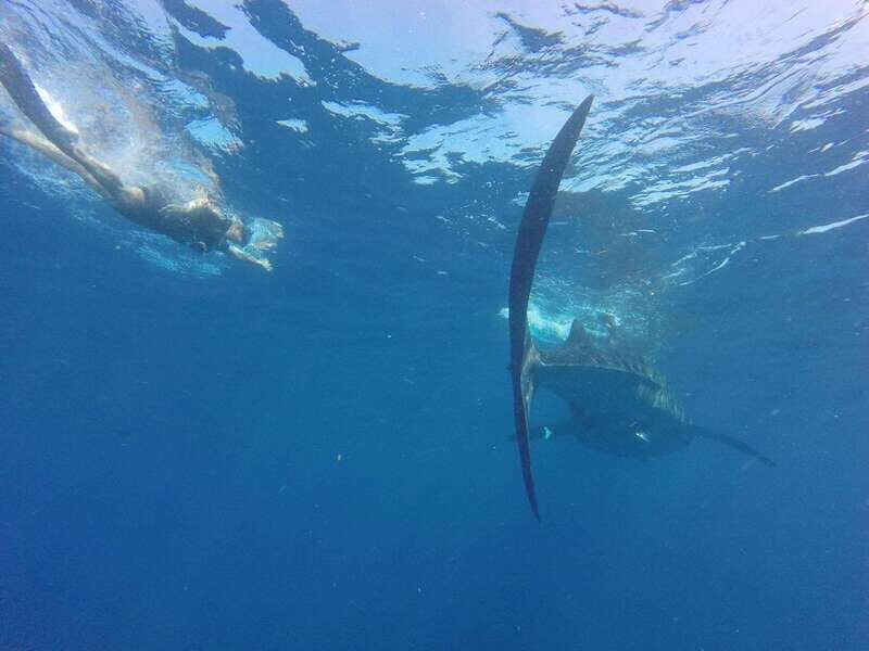 Quintana Roo: Whale Shark Swim, Private Boat Trip, and Lunch - Cost and Value