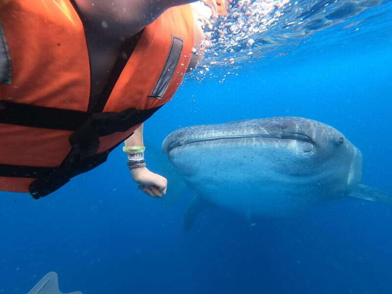 Quintana Roo: Whale Shark Swim, Private Boat Trip, and Lunch - Who Will Get the Most Out of This Tour?
