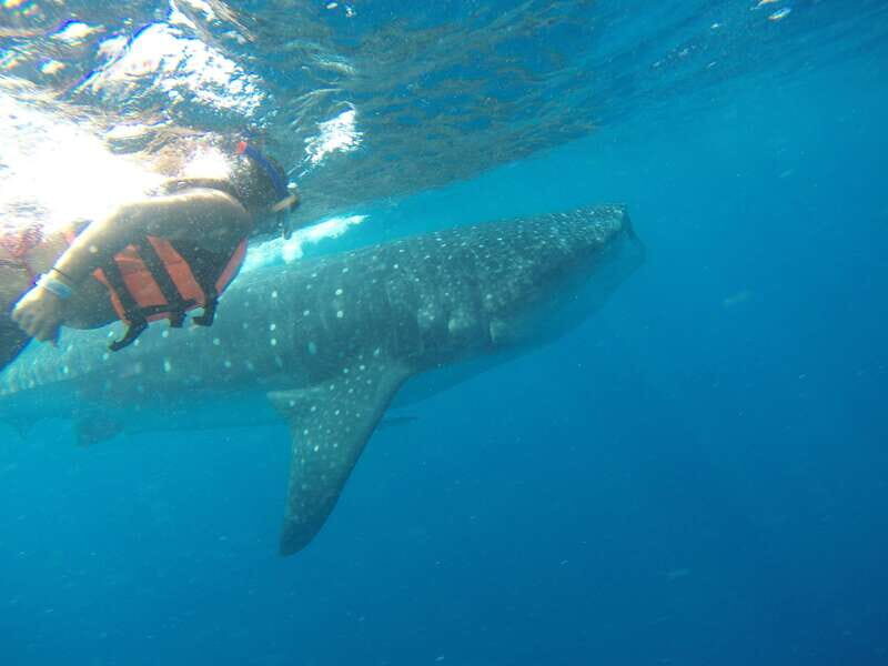 Quintana Roo: Whale Shark Swim, Private Boat Trip, and Lunch - Final Thoughts
