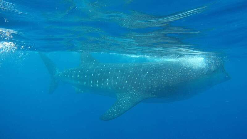 Quintana Roo: Whale Shark Swim, Private Boat Trip, and Lunch - FAQ