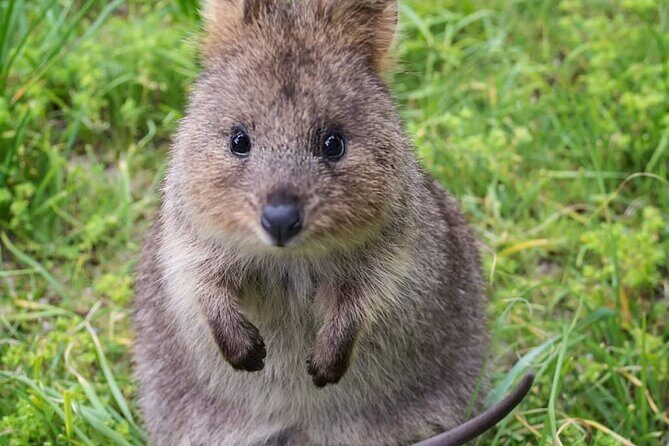 Quokkas Delight Rottnest Island - The Adventure Begins: Seaplane Flight and Arrival at Rottnest