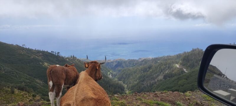 Rabaçal: 25 Fontes & Risco Levada Transfer Self-guided Hike - FAQ
