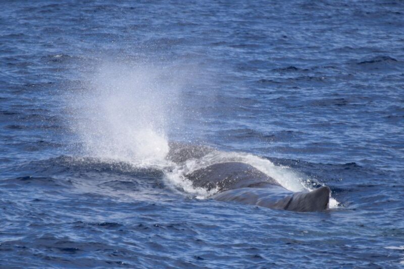 Rabo de Peixe: Sperm Whale Sanctuary Expedition - The Experience in Detail