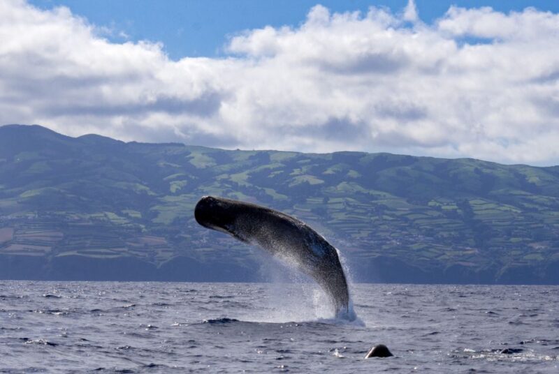 Rabo de Peixe: Sperm Whale Sanctuary Expedition - Authentic Flair and Traveler Feedback