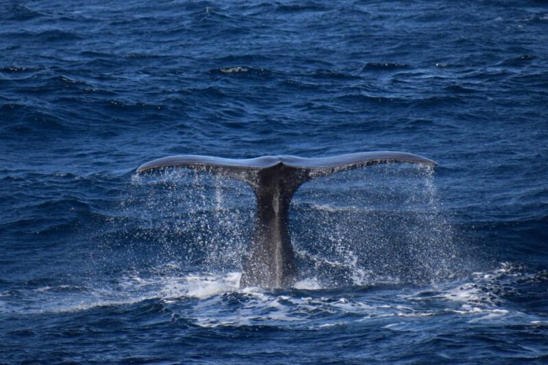 Rabo de Peixe: Sperm Whale Sanctuary Expedition - Who Will Enjoy This Tour?