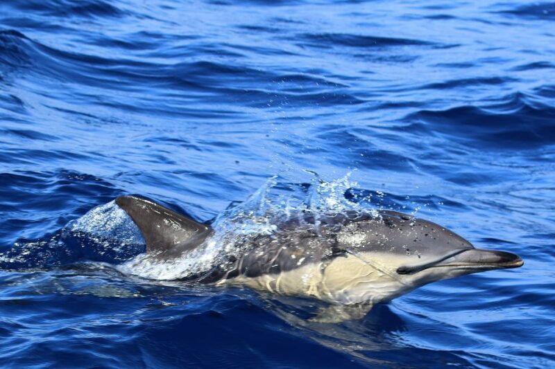 Rabo de Peixe: Sperm Whale Sanctuary Expedition - The Sum Up