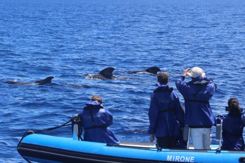 Rabo de Peixe: Sperm Whale Sanctuary Expedition - FAQ