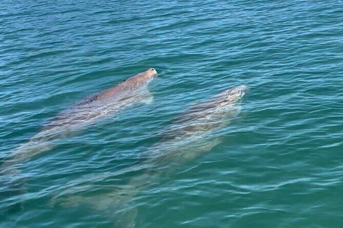 Raby Bay Wildlife Kayak Tour - Authentic Encounters: What Travelers Say