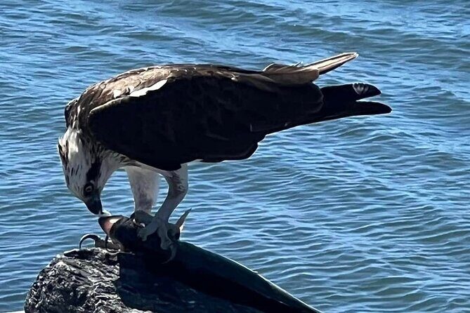 Raby Bay Wildlife Kayak Tour - Who Will Love This Experience?