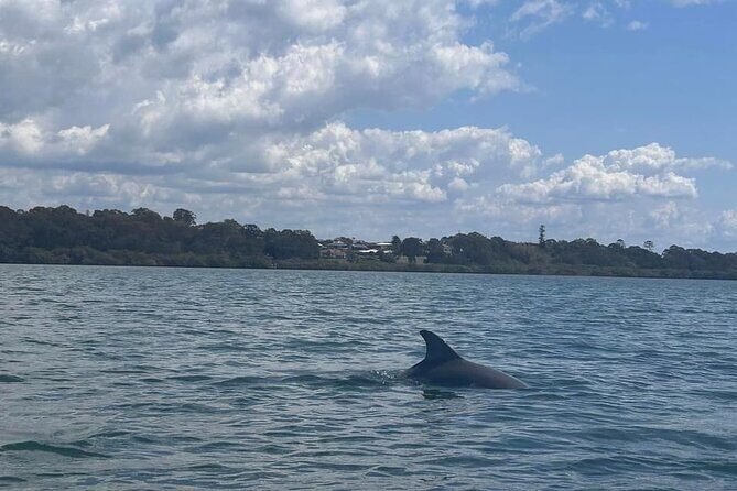Raby Bay Wildlife Kayak Tour - FAQ