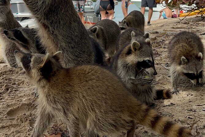 Raccoon Island Boat Tour - Indian Creek, Sanbar and Raccoons - Introduction: A Unique Slice of Miami by Water