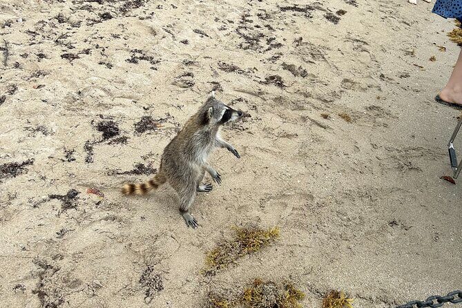 Raccoon Island Boat Tour - Indian Creek, Sanbar and Raccoons - Key Points