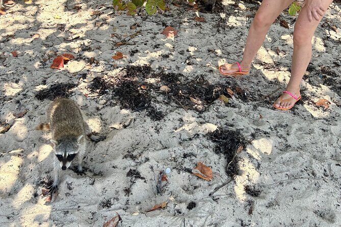 Raccoon Island Boat Tour - Indian Creek, Sanbar and Raccoons - Pricing and Value Analysis