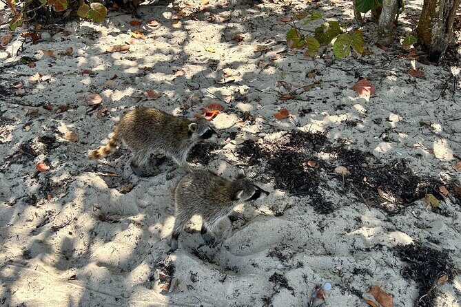 Raccoon Island Boat Tour - Indian Creek, Sanbar and Raccoons - Authentic Feedback from Travelers