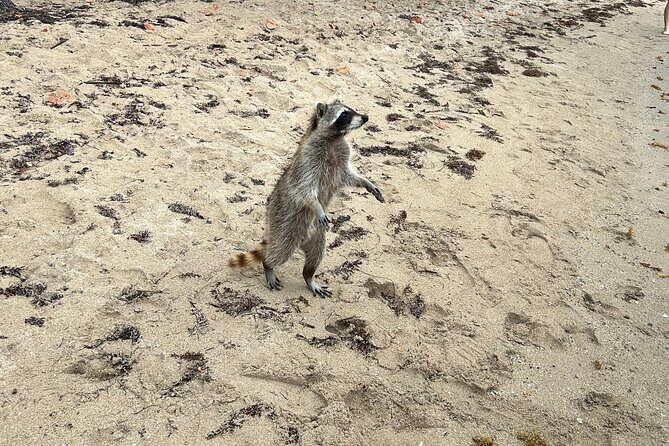 Raccoon Island Boat Tour - Indian Creek, Sanbar and Raccoons - The Sum Up: Who Will Love This Tour?