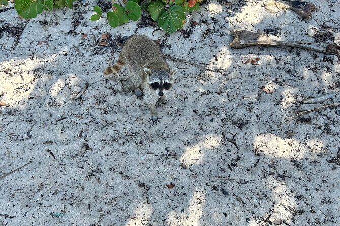 Raccoon Island Boat Tour - Indian Creek, Sanbar and Raccoons - FAQs