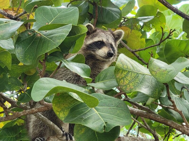 Raccoon Island: Exploration on SUP/Kayak - An Authentic Florida Experience on the Water