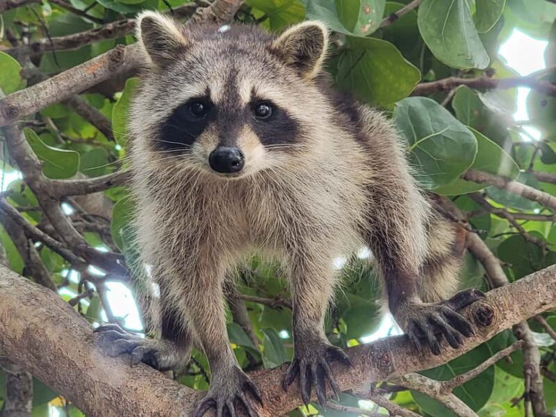 Raccoon Island: Exploration on SUP/Kayak - A Detailed Look at the Tour Experience