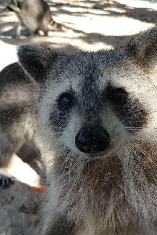 Raccoon Island: Exploration on SUP/Kayak - Who Is This Tour Best Suited For?