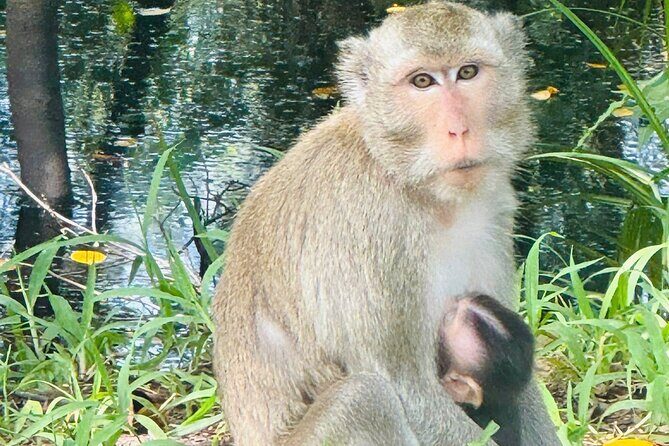 Rach Gia City: U Minh Thuong Forest and Pineapple Village Tour - Key Points