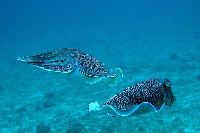 Racha Noi and Racha Yai Dive Trip from Phuket - The Value of the Tour