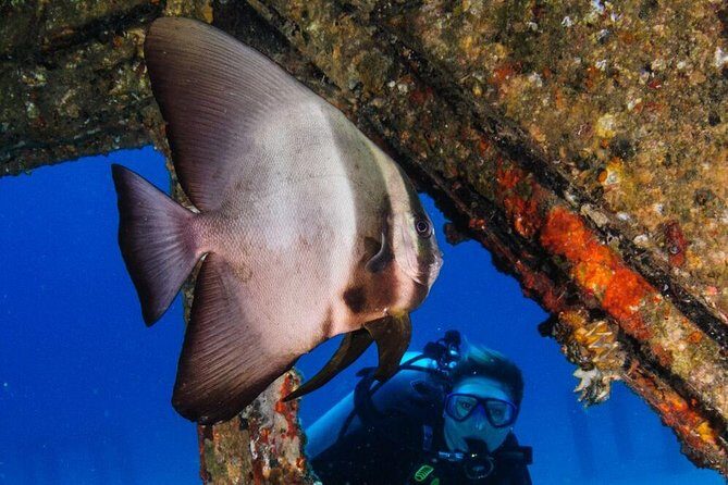 Racha Noi and Racha Yai Dive Trip from Phuket - What Are the Drawbacks?
