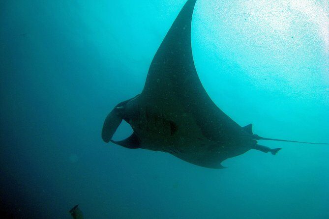 Racha Noi and Racha Yai Dive Trip from Phuket - Who Should Consider This Tour?