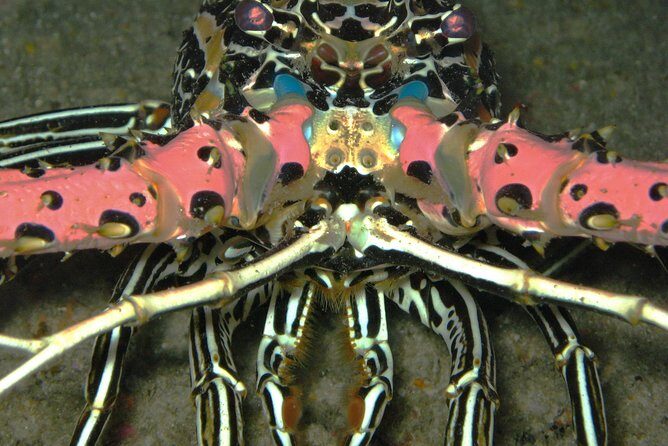Racha Noi and Racha Yai Dive Trip from Phuket - FAQ