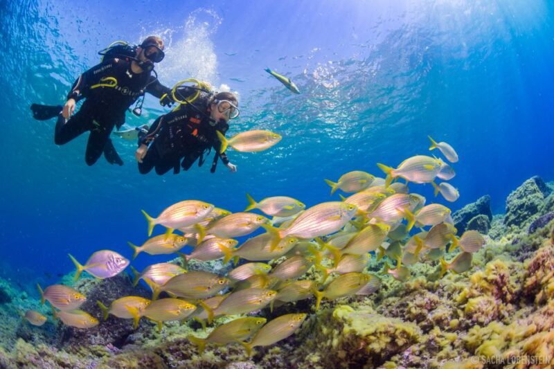 Radazul: Diving Trip in Radazul Bay with Drinks - Key Points