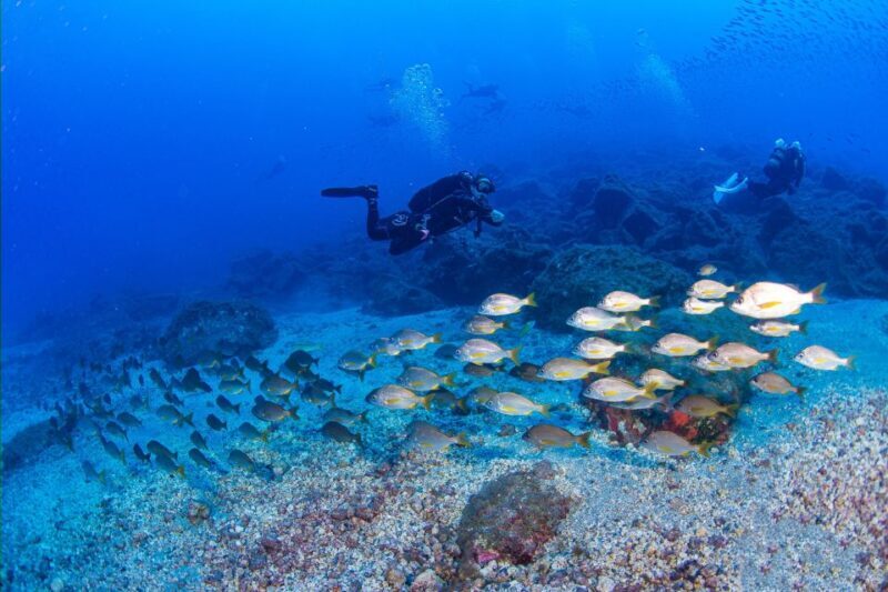 Radazul: Diving Trip in Radazul Bay with Drinks - Who Should Skip This Experience?