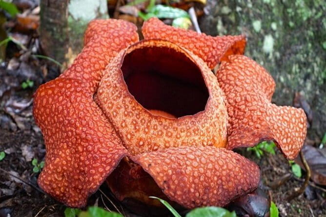Rafflesia Trek Seekers at Perak (from KL) - Final Thoughts: Is It Worth Your Time?