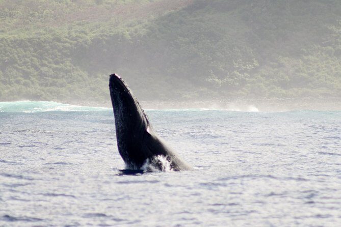 RAFT ADVENTURE - Whale Watch Discovery - Introduction: The Thrill of Kauai’s Whale Season