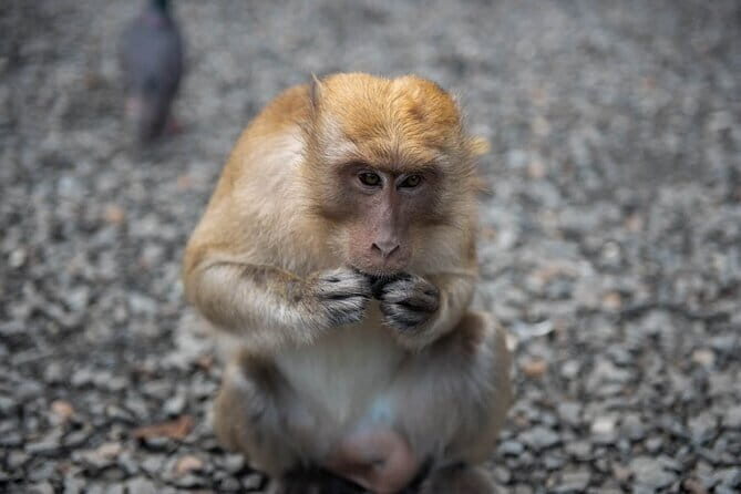 Rafting and Waterfall Tour from Phuket with 5 station Zipline - Practical Details and Value