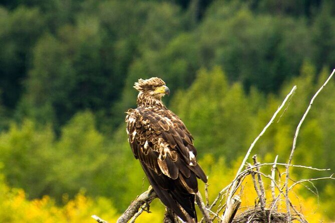 Rafting to Chilkat Bald Eagle Preserve from Haines - Who Is This Tour Best Suited For?