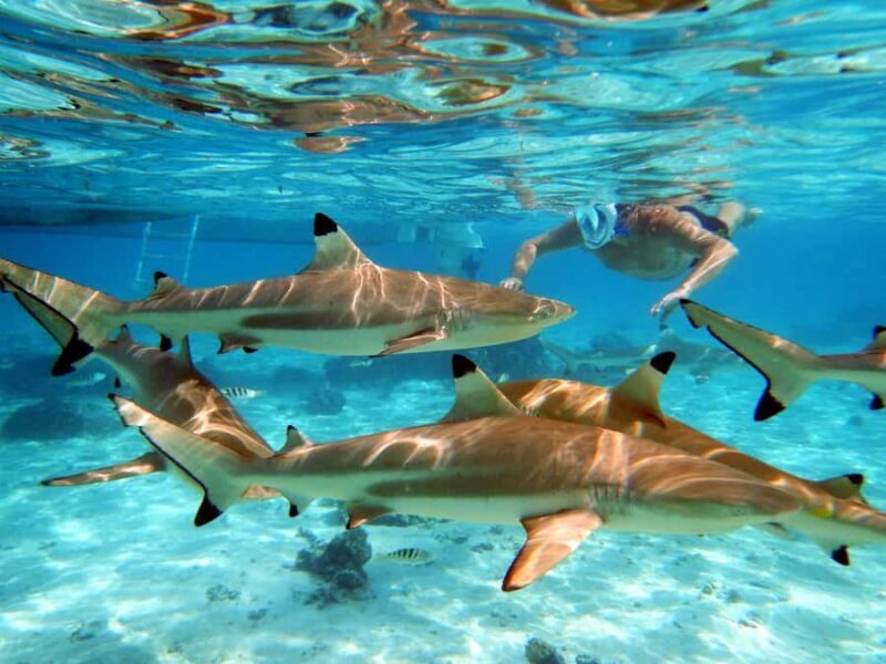 Raiatea: Boat tours and swimming around Tahaa Island. - The Sum Up: Is This Tour Right for You?