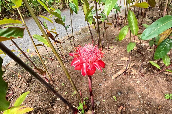 Raiatea Island or Taha'a Boat Tour - FAQ