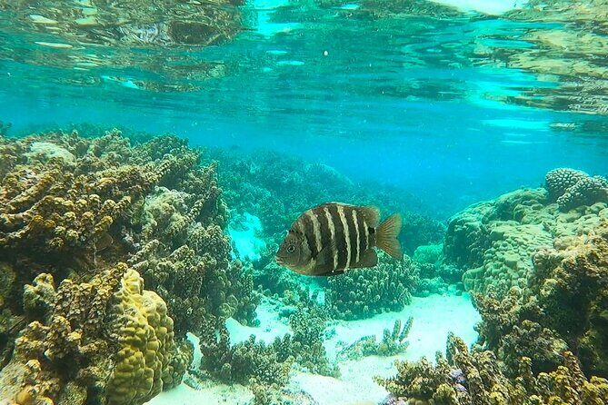 Raiatea-Tahaa Snorkeling in our beautiful Coral Garden - Final Thoughts