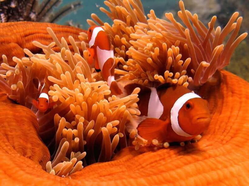 RAID Open Water 20 Diver Course 3-Days | Kota Kinabalu - Introduction