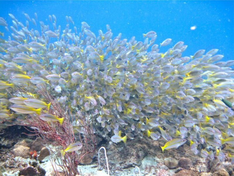 RAID Try-Dive in Kota Kinabalu, Sabah - Returning to Kota Kinabalu: Reflecting on a Memorable Day