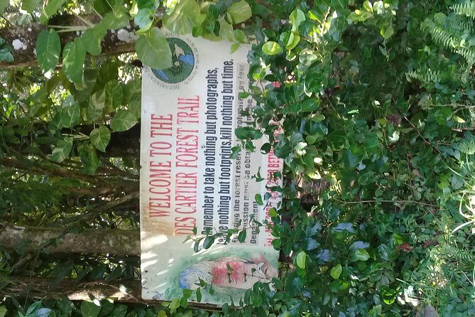 Rain forest and Bird watching - An In-Depth Look at the Tour Experience