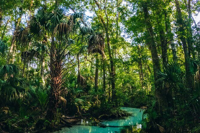 Rainbow Springs: Clear Kayak & Snorkel Eco Tour - Wildlife and Nature: What You Might See
