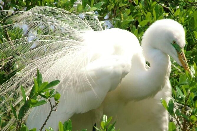 Rainbow Springs Guided Kayak/ Swim/ Snorkel Adventure - Key Points