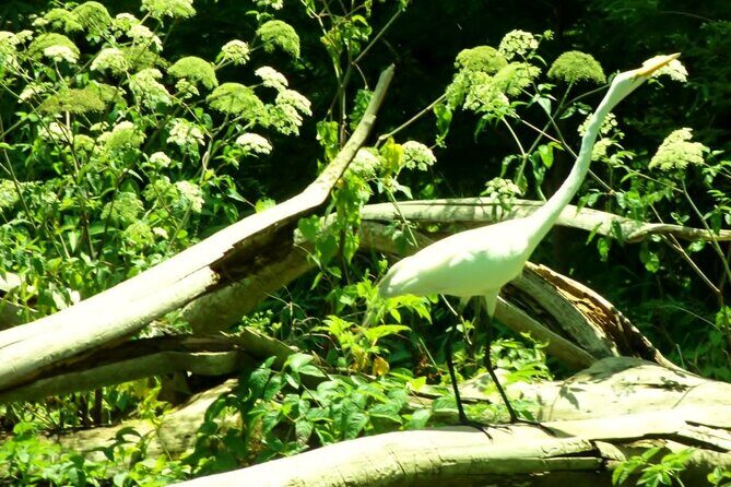 Rainbow Springs Guided Kayak/ Swim/ Snorkel Adventure - The Itinerary in Detail