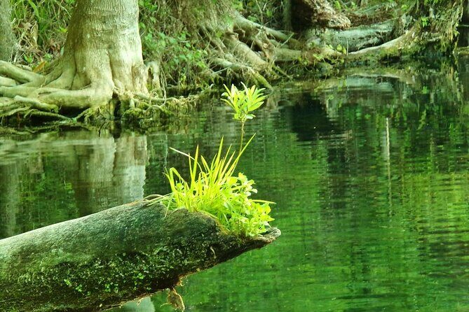 Rainbow Springs Guided Kayak/ Swim/ Snorkel Adventure - Reviews and Real Traveler Insights