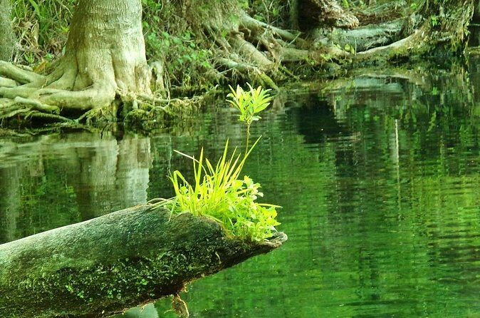 Rainbow Springs Guided Kayak/ Swim/ Snorkel Adventure - Who Is This Tour Best For?
