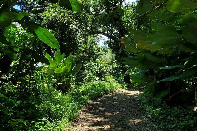 Rainforest and Junglequi Zipline Combo Tour - FAQ