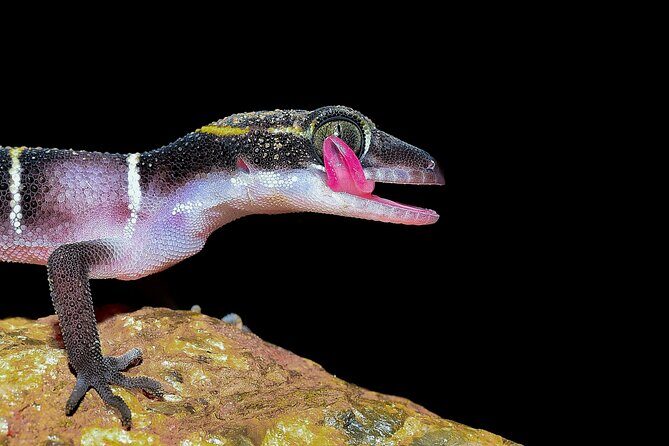 Rainforest Camping in Kudremukh National Park - An Honest Look at Rainforest Camping in Kudremukh