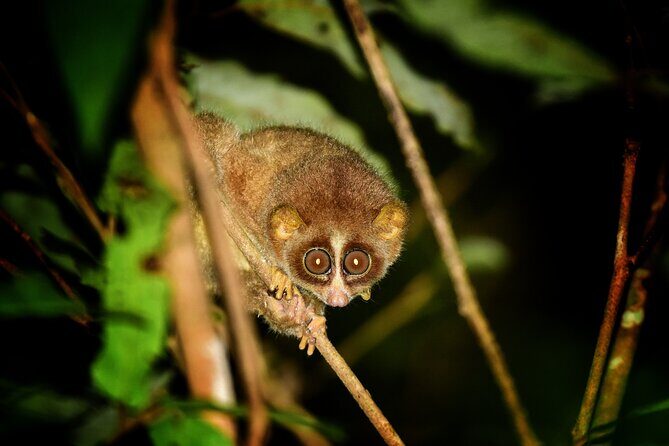 Rainforest Camping in Kudremukh National Park - FAQ