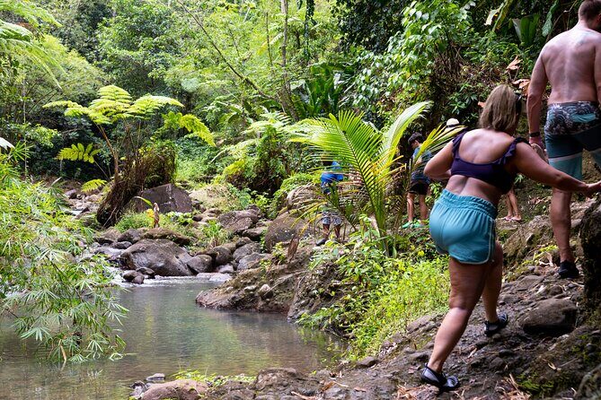 Rainforest Hike and Waterfall Safari - What’s Included and Why It Matters