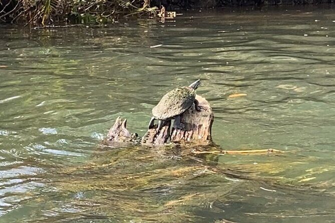 Rainforest Kayak Tour - Who Should Consider This Tour?